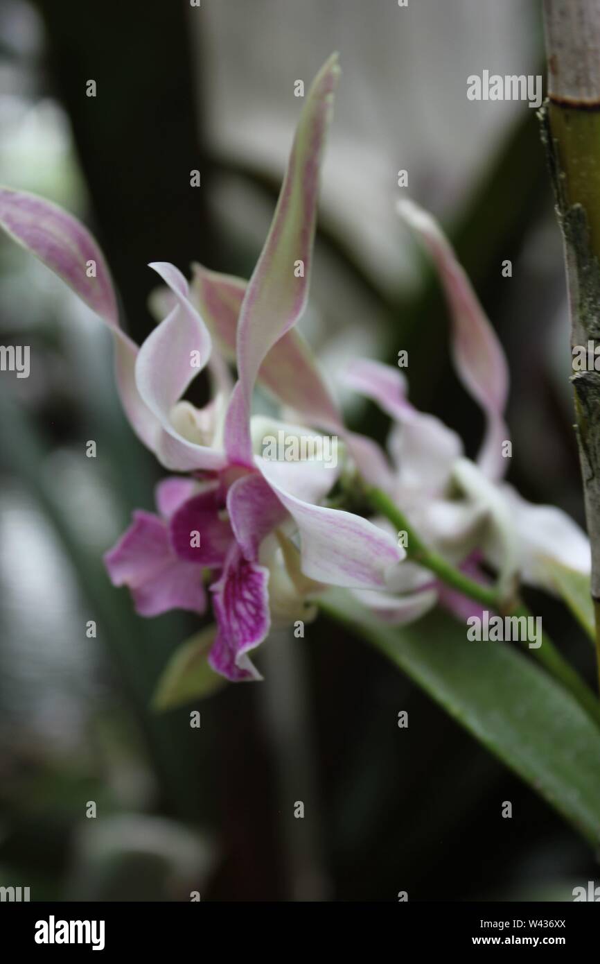 Stunning and beautiful rare orchid, orchidacea Stock Photo - Alamy