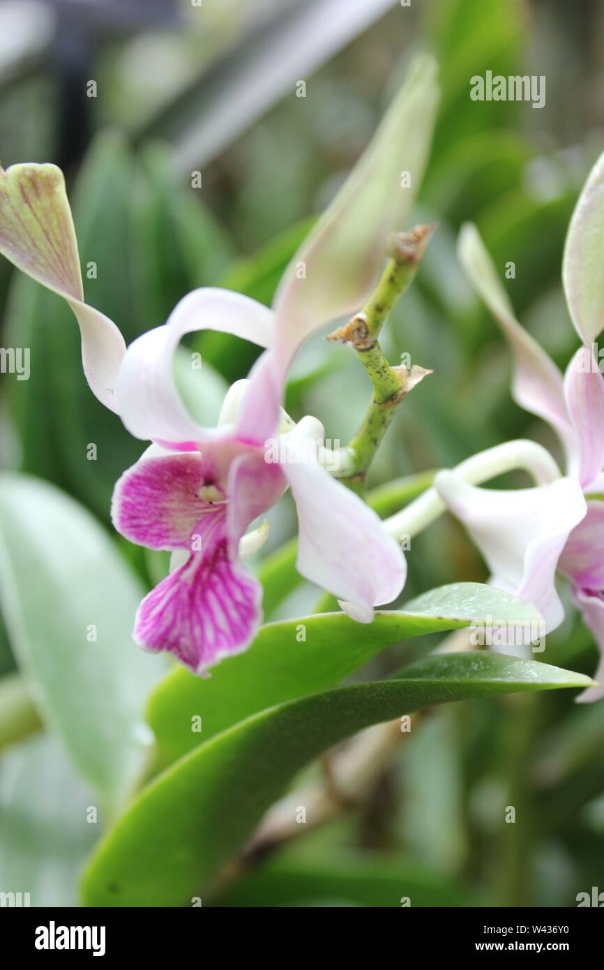 Stunning and beautiful rare orchid, orchidacea Stock Photo - Alamy