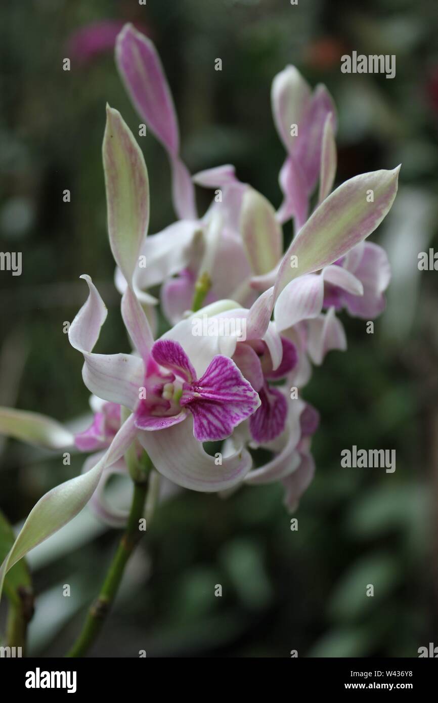 Stunning and beautiful rare orchid, orchidacea Stock Photo - Alamy
