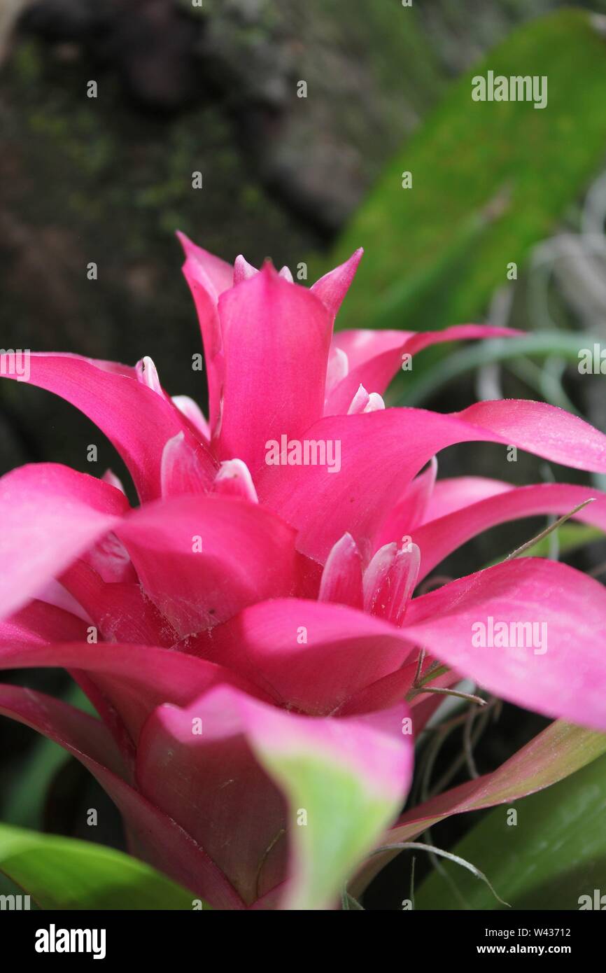 Pink bromeliad houseplant Stock Photo - Alamy