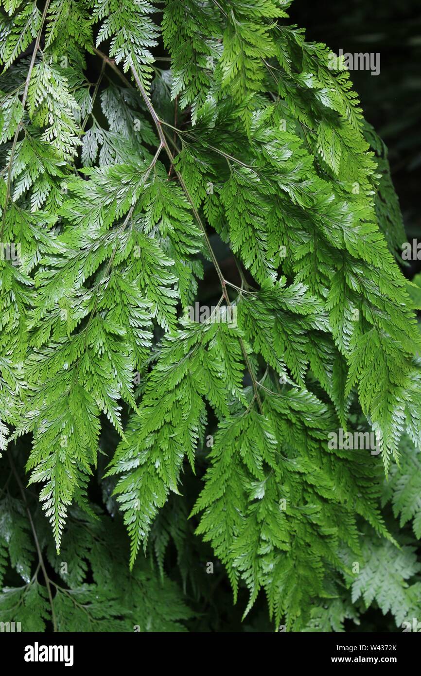 Rabbit’s Foot Fern Plant, Davallia fejeensis, common houseplant Stock ...