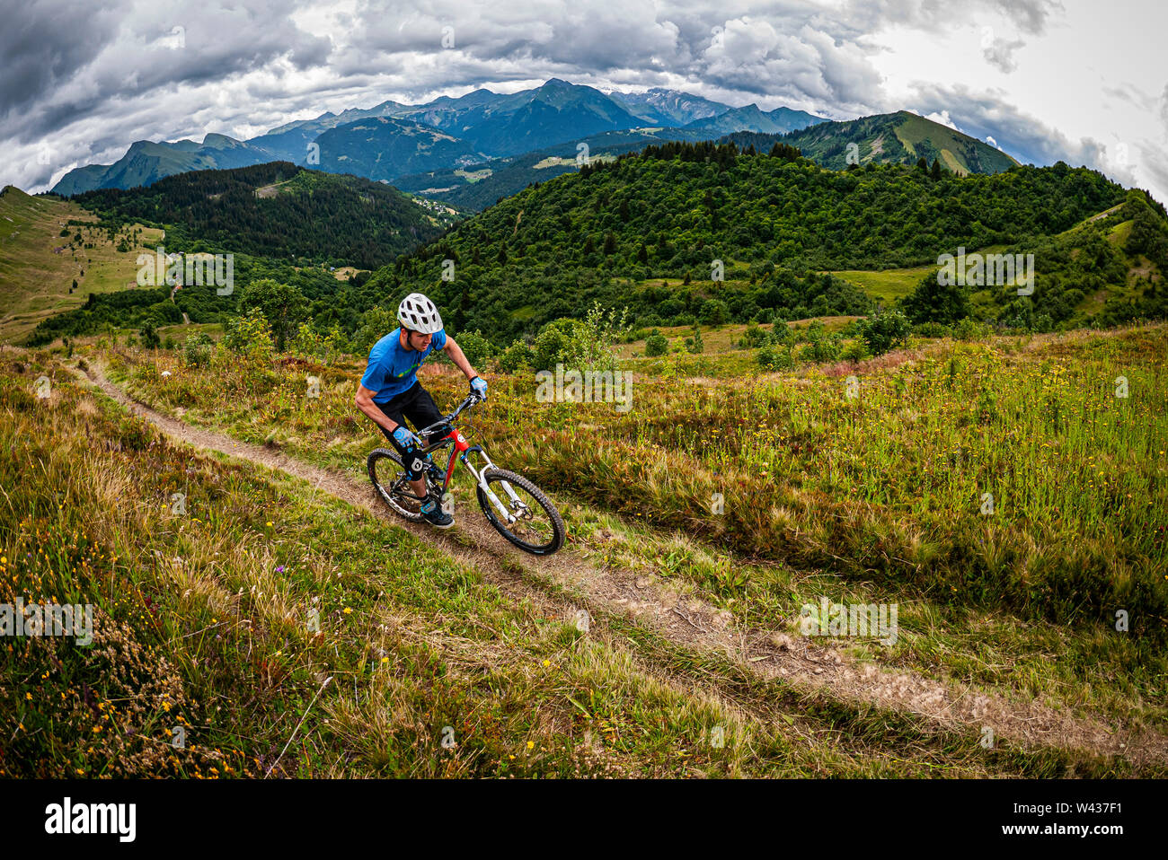 A mountain biker riding a single-track trail though alpine grassland ...