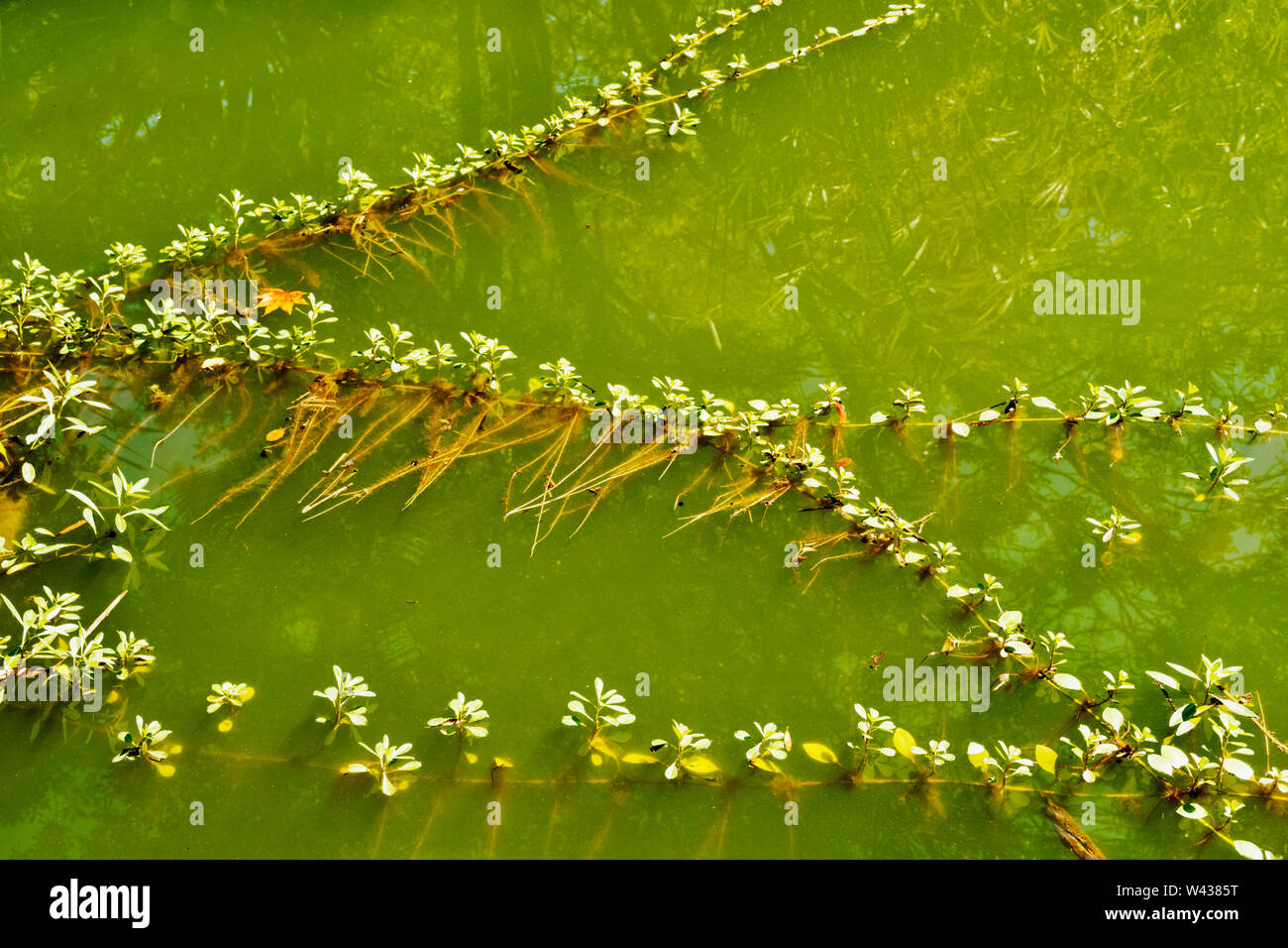 Floating pondweed hi-res stock photography and images - Alamy