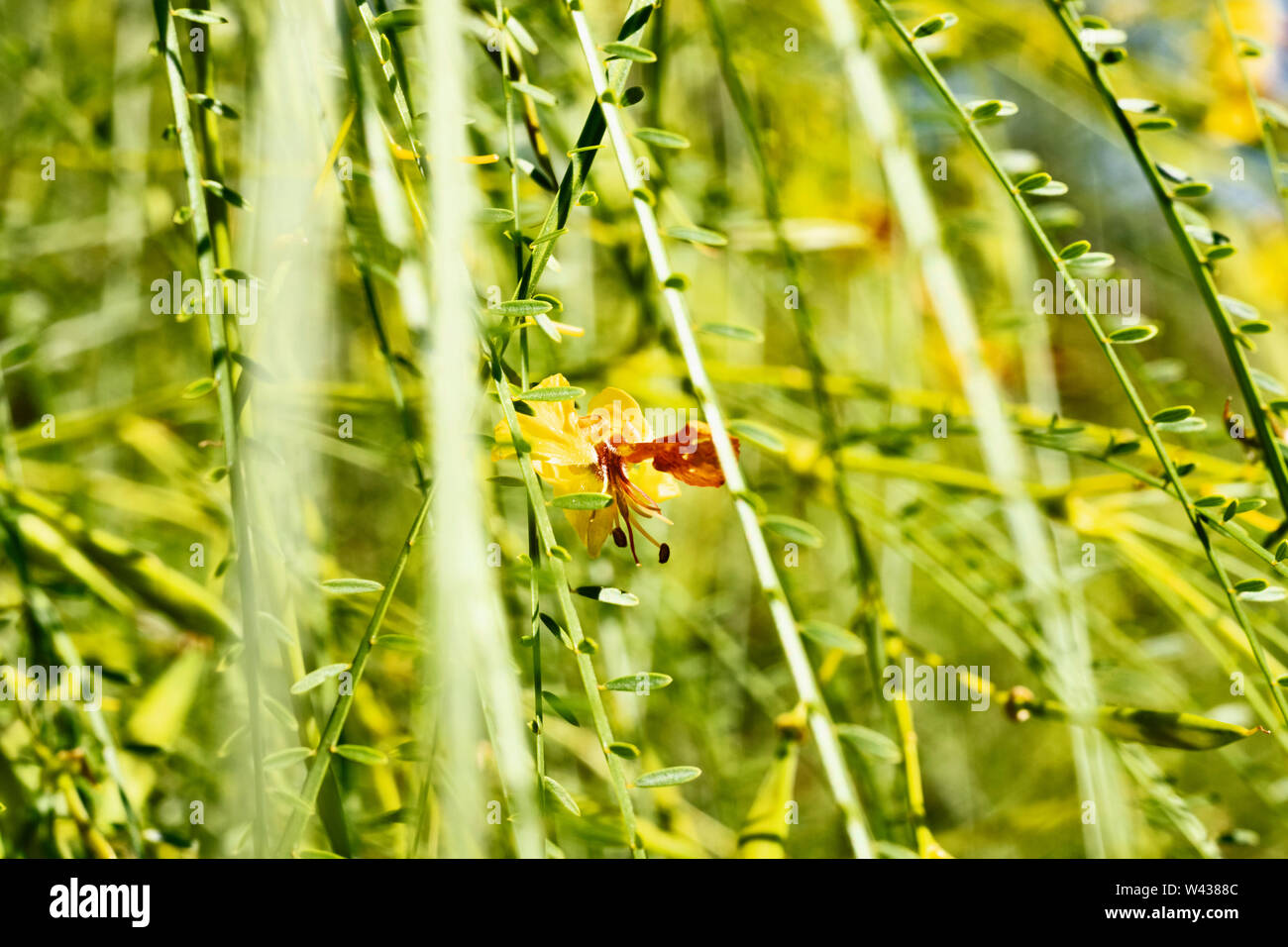 Jerusalem tree hi-res stock photography and images - Alamy