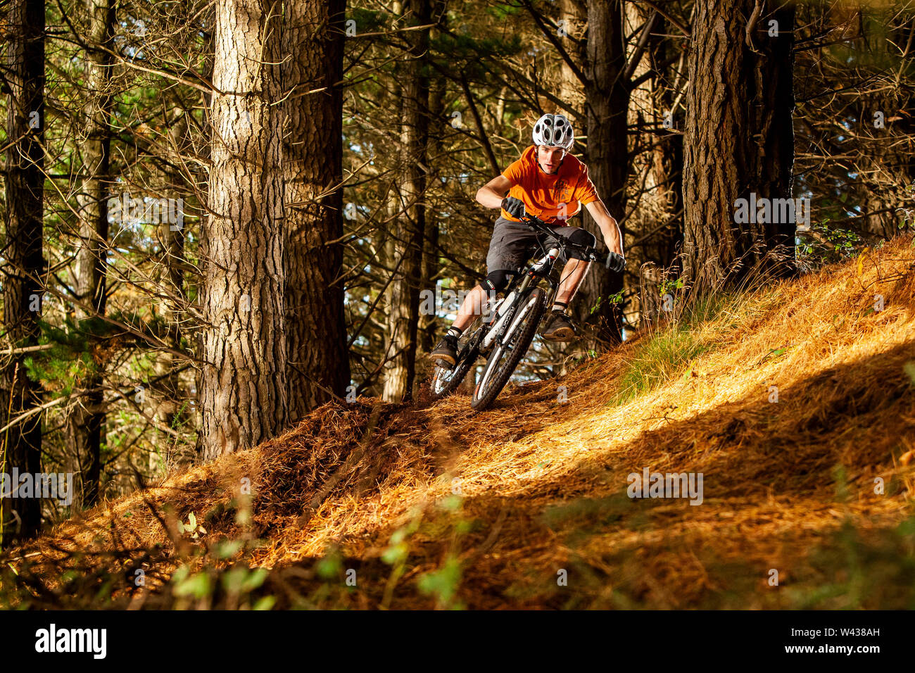 Rides through dense forest hi-res stock photography and images - Alamy