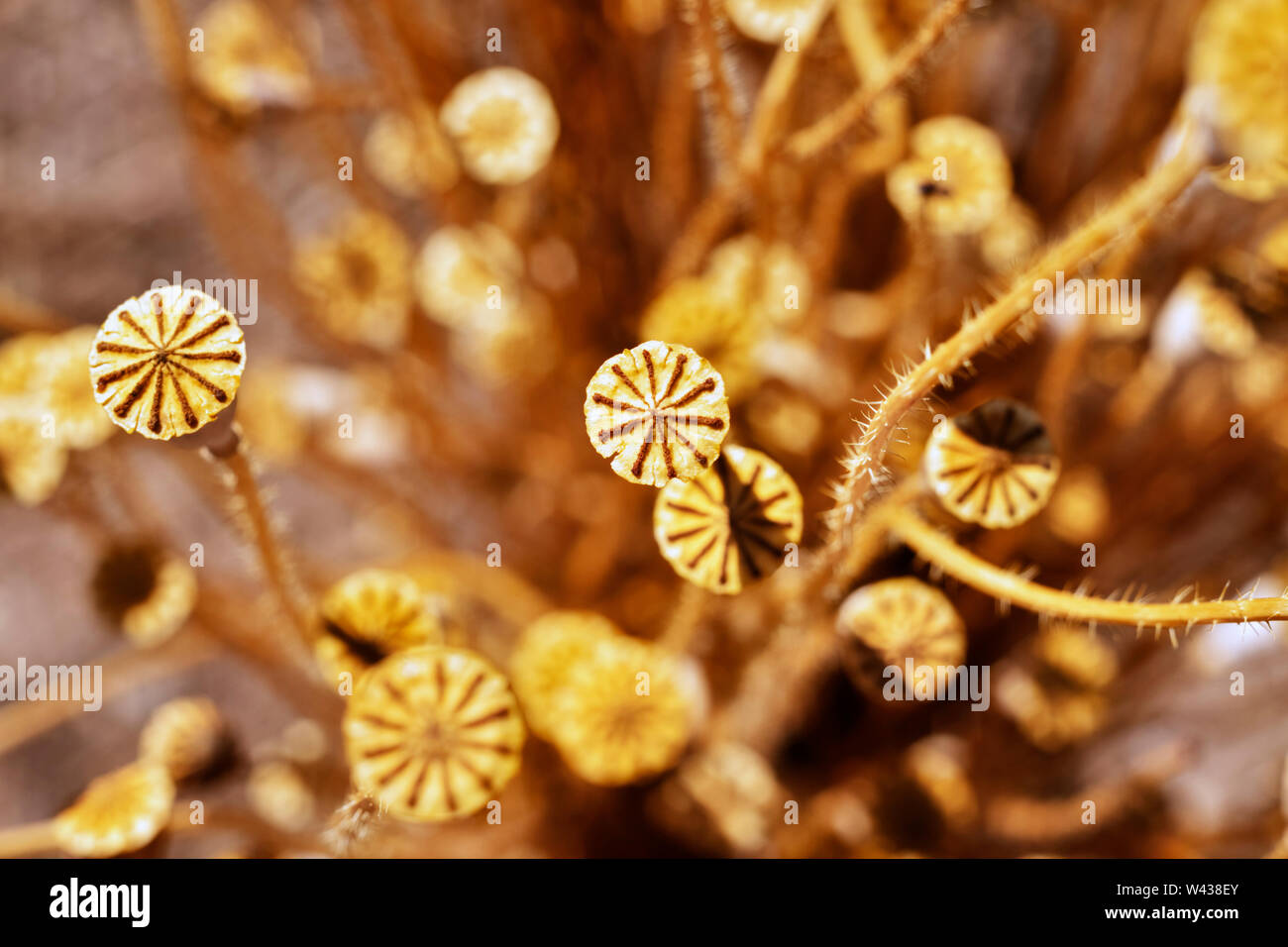 Beautiful capsules of common poppy -papaver rhoeas or corn poppy ...