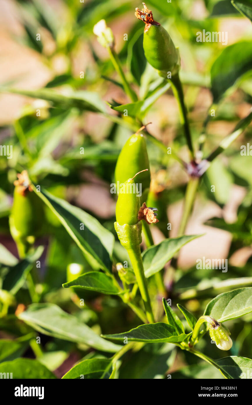 Chilli plantation hi-res stock photography and images - Alamy