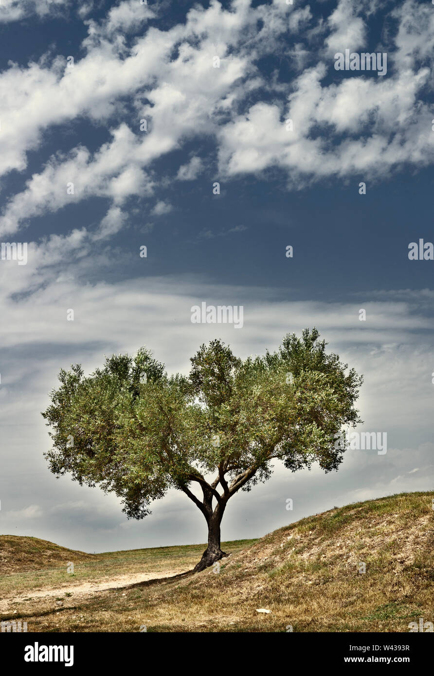 Olive tree on a barren land with hills ,beautiful blue and cloudy sky ...