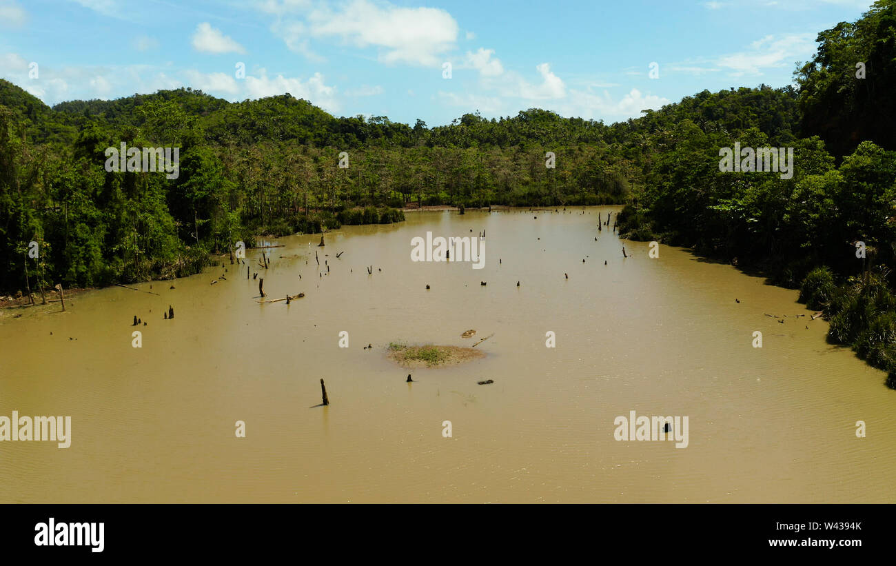 Pond and swamp in the tropical jungle among green vegetation. Siargao ...