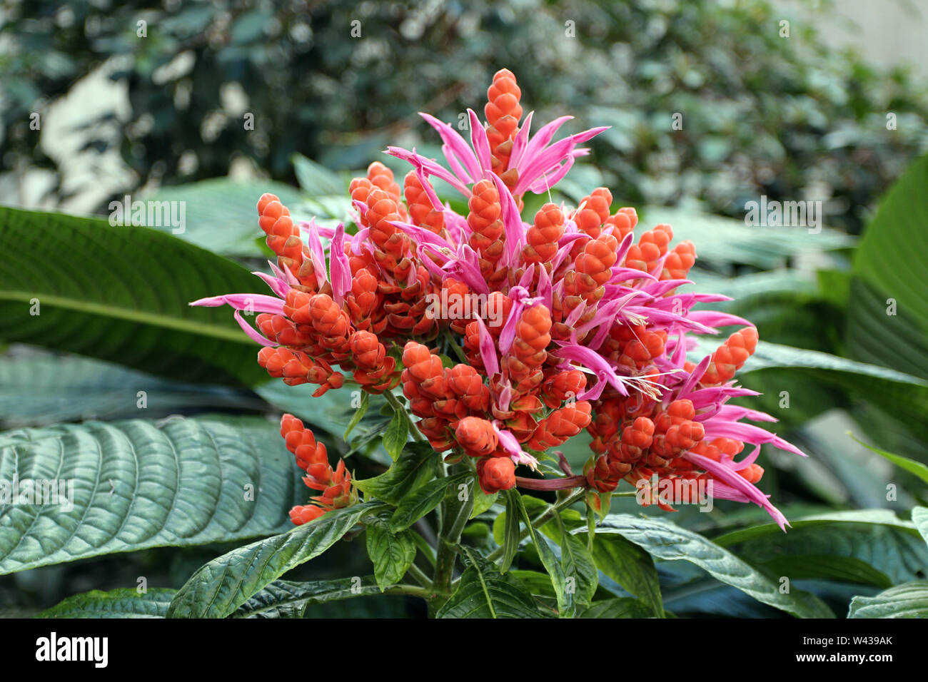 Pink cone ginger hi-res stock photography and images - Alamy