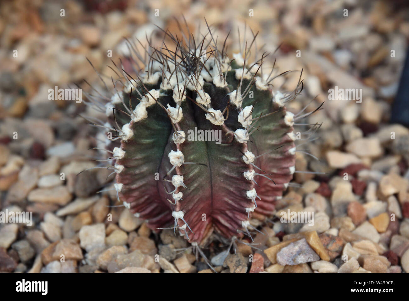 Close up spines fishhook cactus hi-res stock photography and images - Alamy
