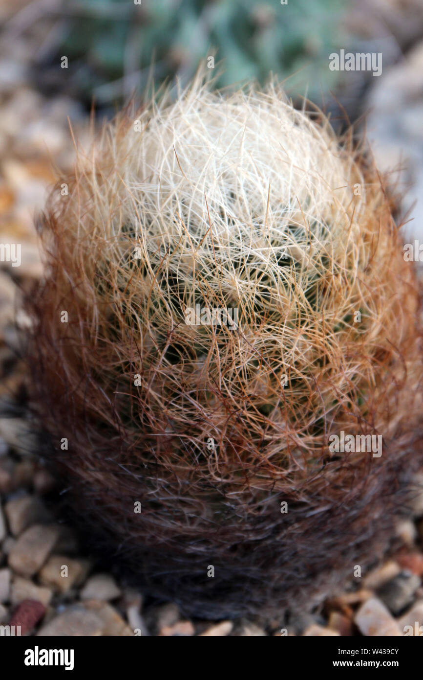White spines hi-res stock photography and images - Alamy