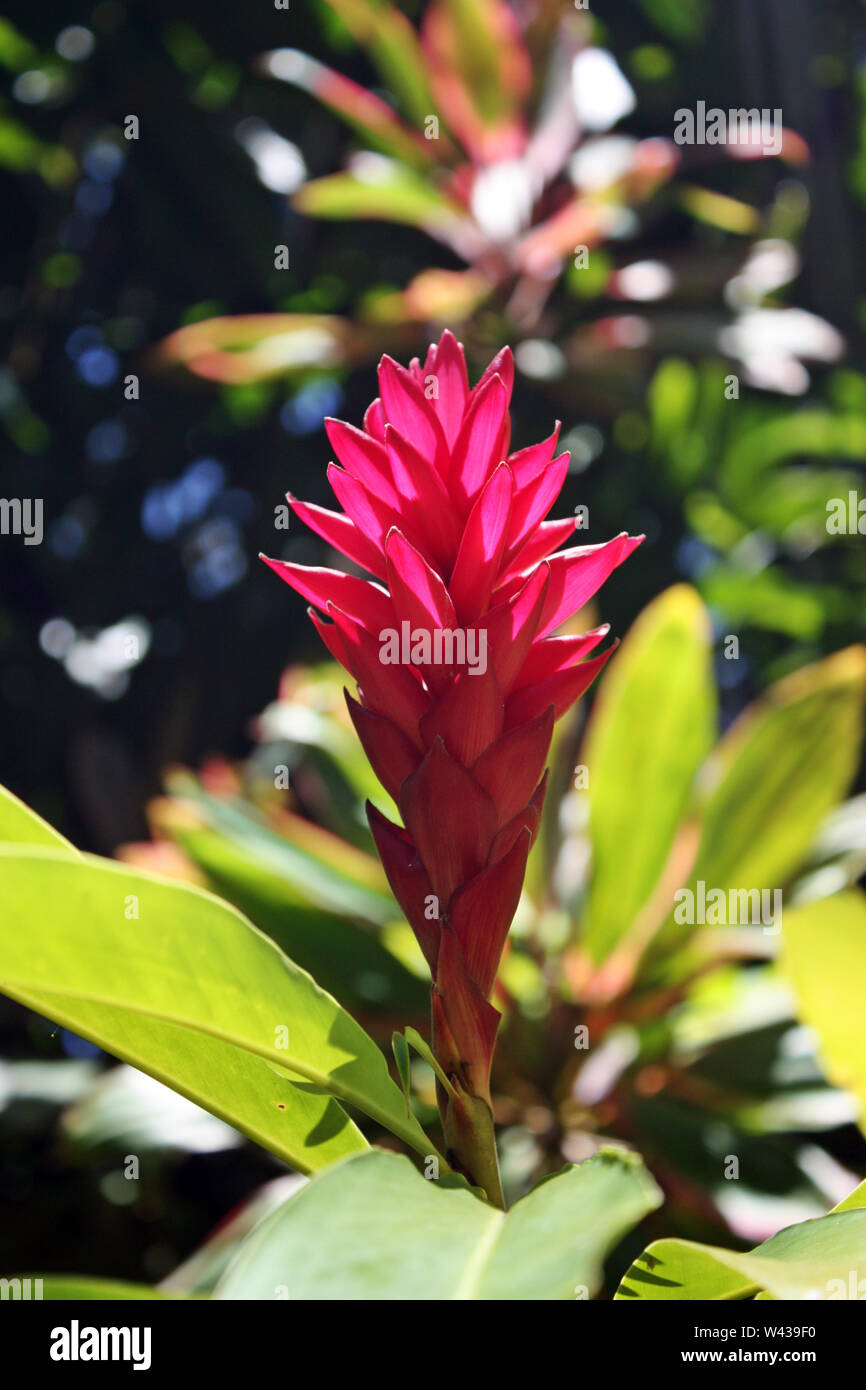 Hawaii red ginger [alpinia hi-res stock photography and images - Alamy