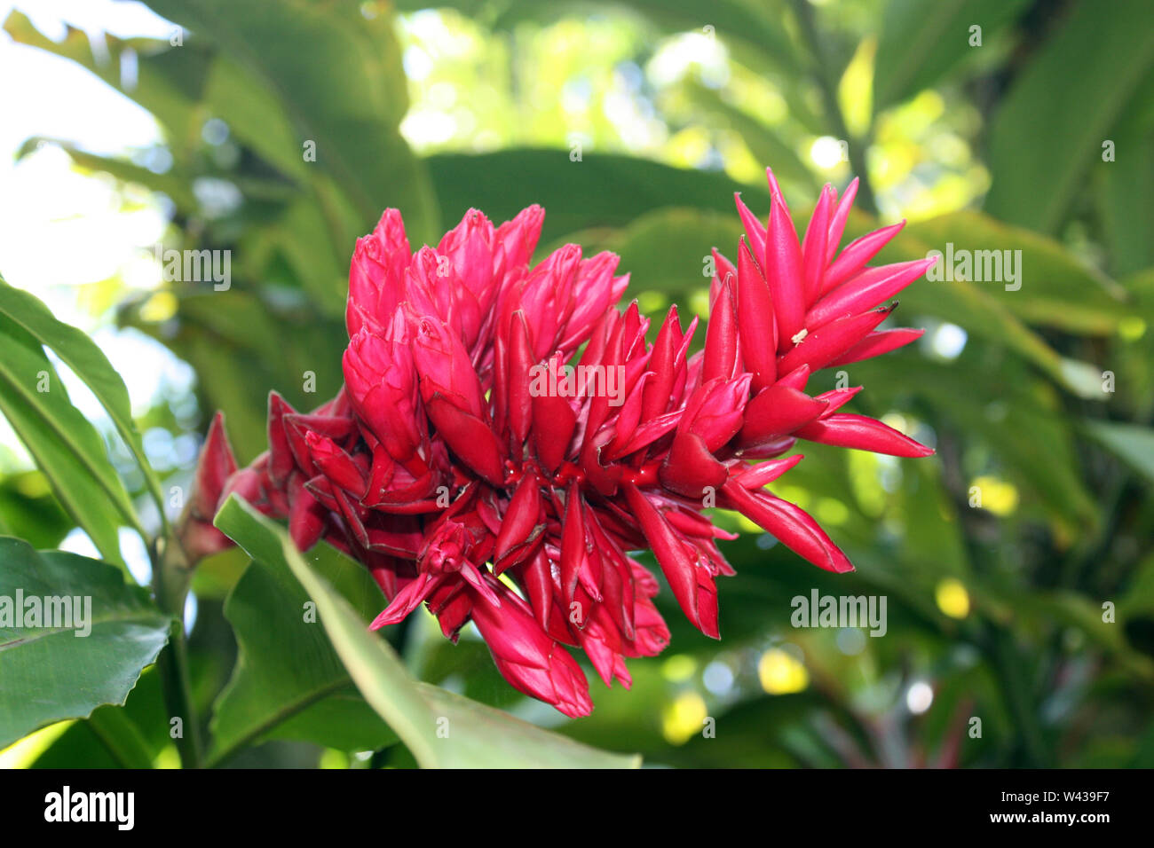 Hawaii red ginger [alpinia hi-res stock photography and images - Alamy