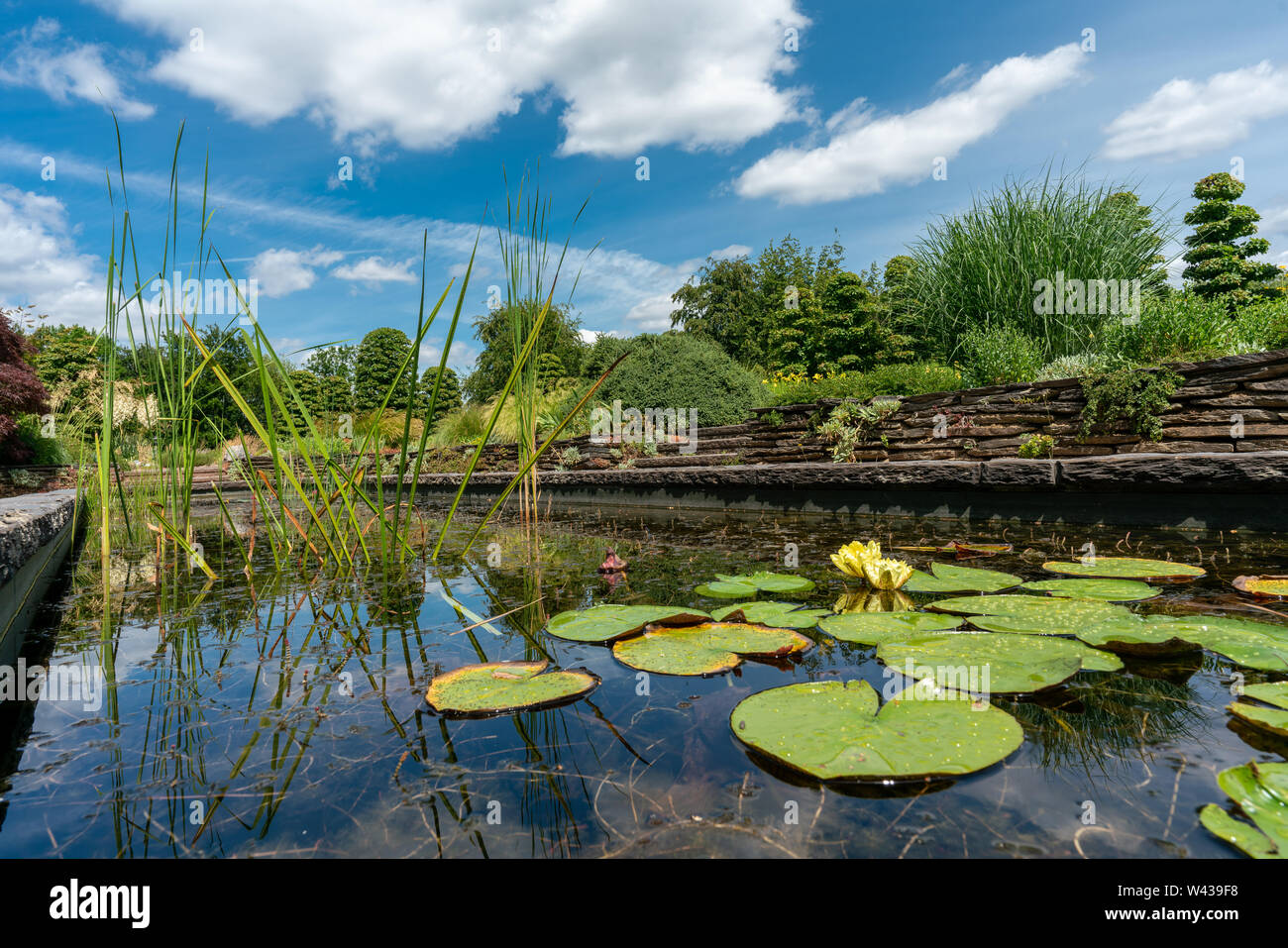 formal rectangular walled garden pond with water lilies and lily pads ...