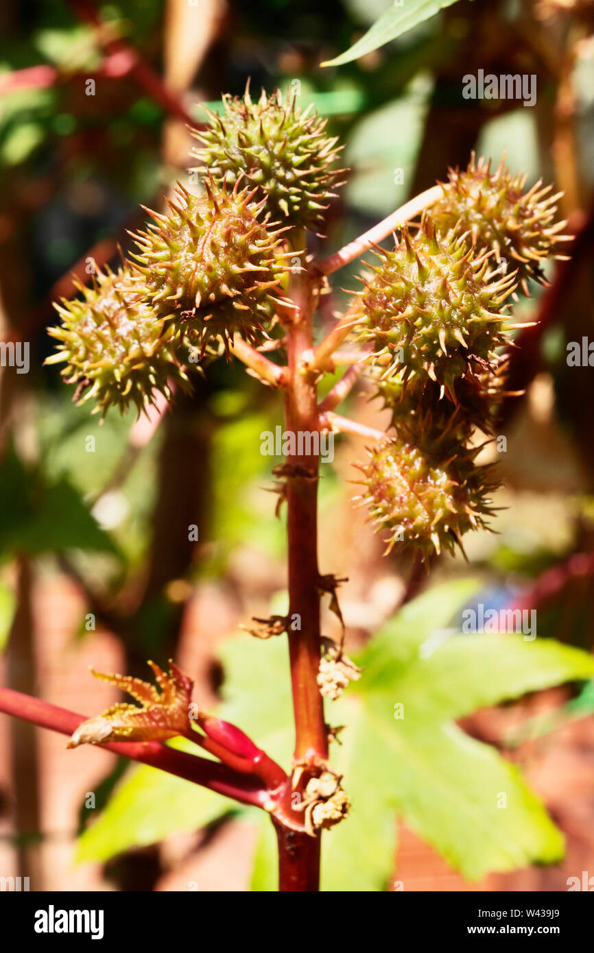 Prickly castor oil tree hi-res stock photography and images - Alamy