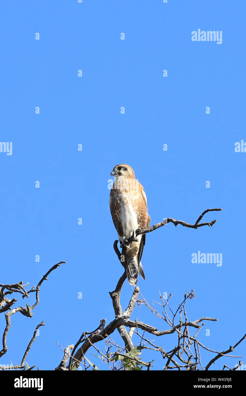 Falco cenchroides hi-res stock photography and images - Alamy