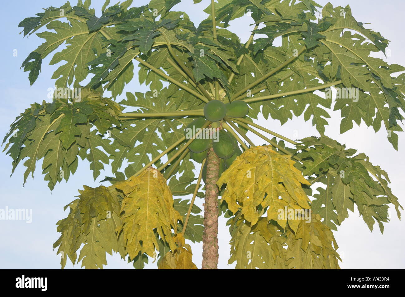 Green tree with branches Stock Photo - Alamy