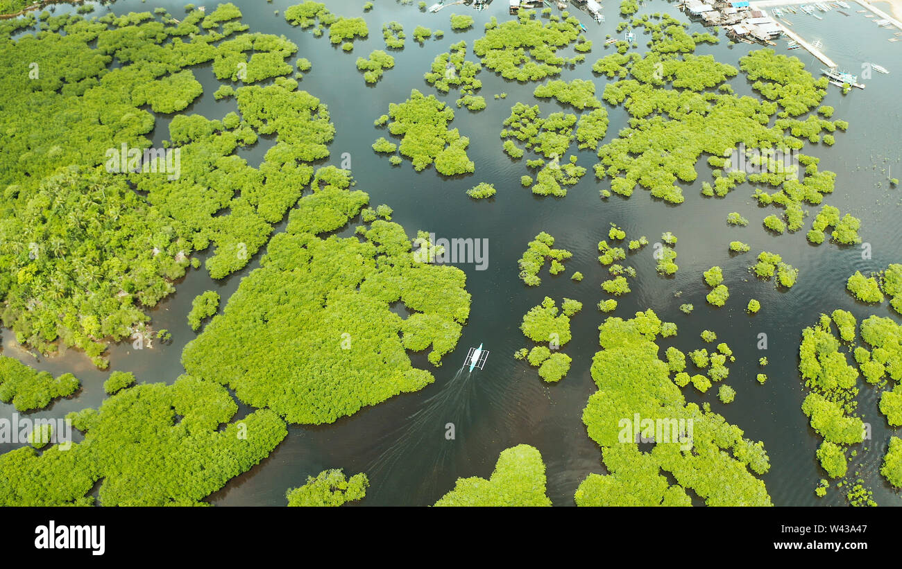 Mangroves Philippines High Resolution Stock Photography and Images - Alamy