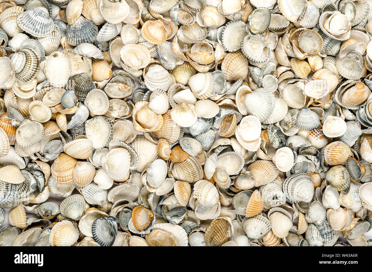 seashell texture, fullframed Stock Photo - Alamy