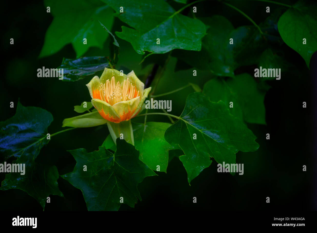 Tulip poplar tree hi-res stock photography and images - Alamy