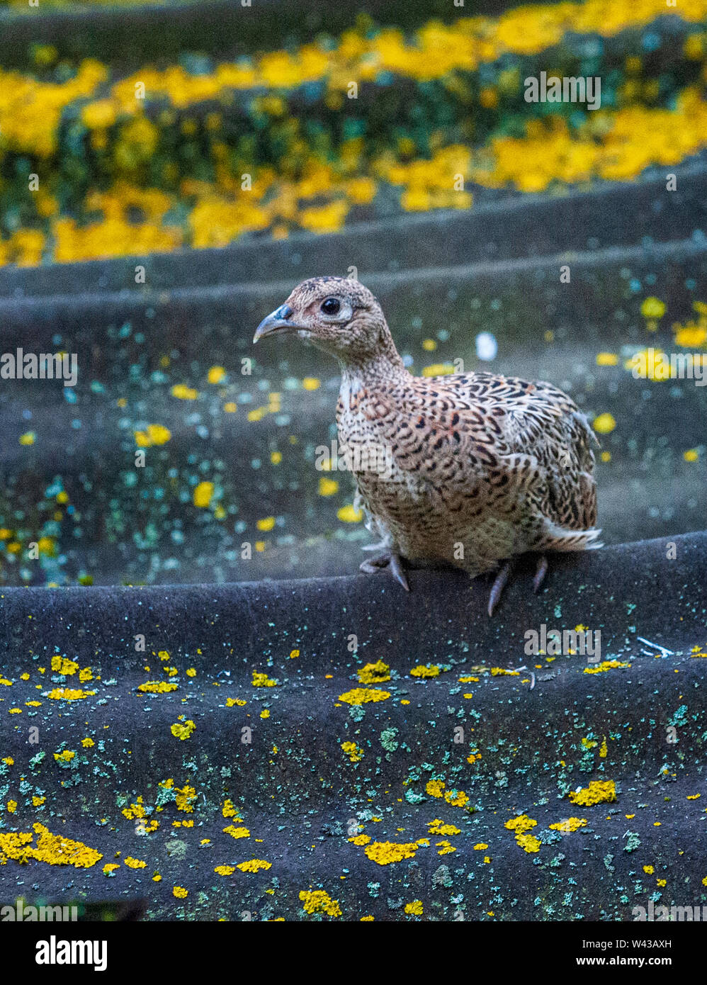 A seven week old young pheasant chick, (Phasianus colchicus) normally ...
