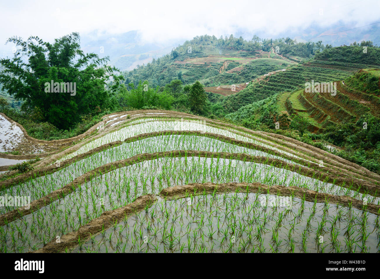 Terraced rice field with bamboo trees in Sapa, Vietnam. Sapa is a ...