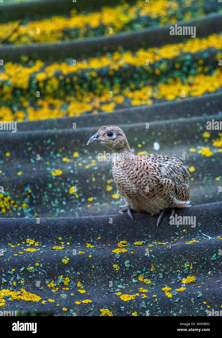 A seven week old young pheasant chick, (Phasianus colchicus) normally ...
