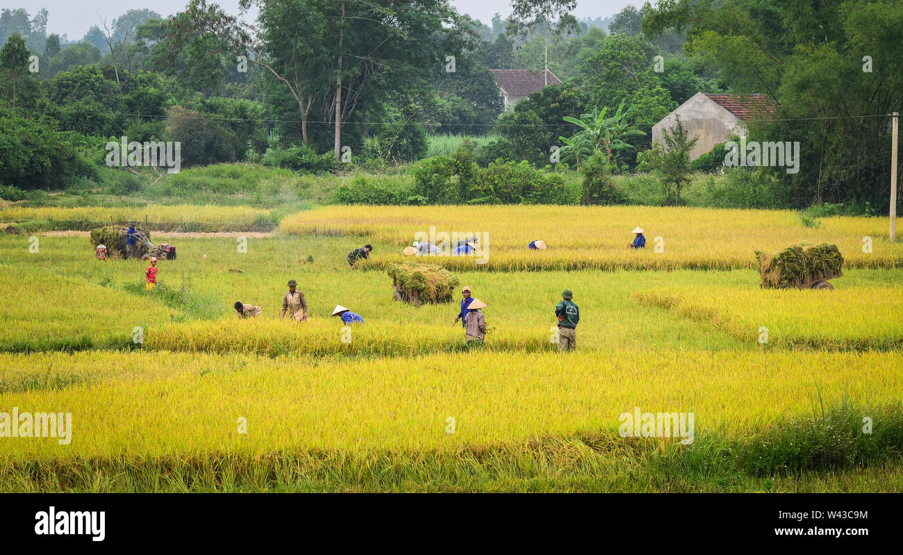 Red river delta rice hi-res stock photography and images - Alamy