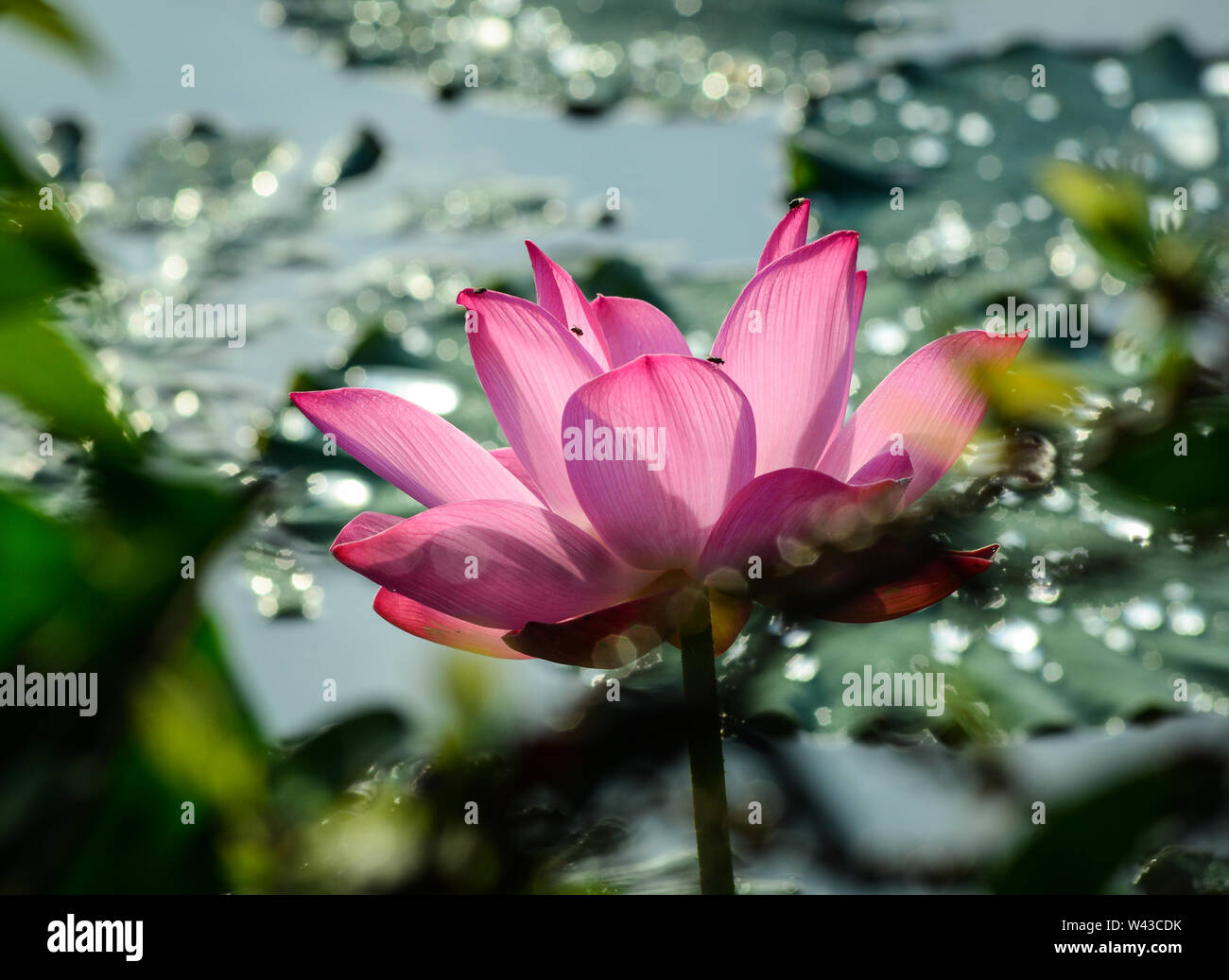 What Religion Is The Lotus Flower at Liam Edgar blog
