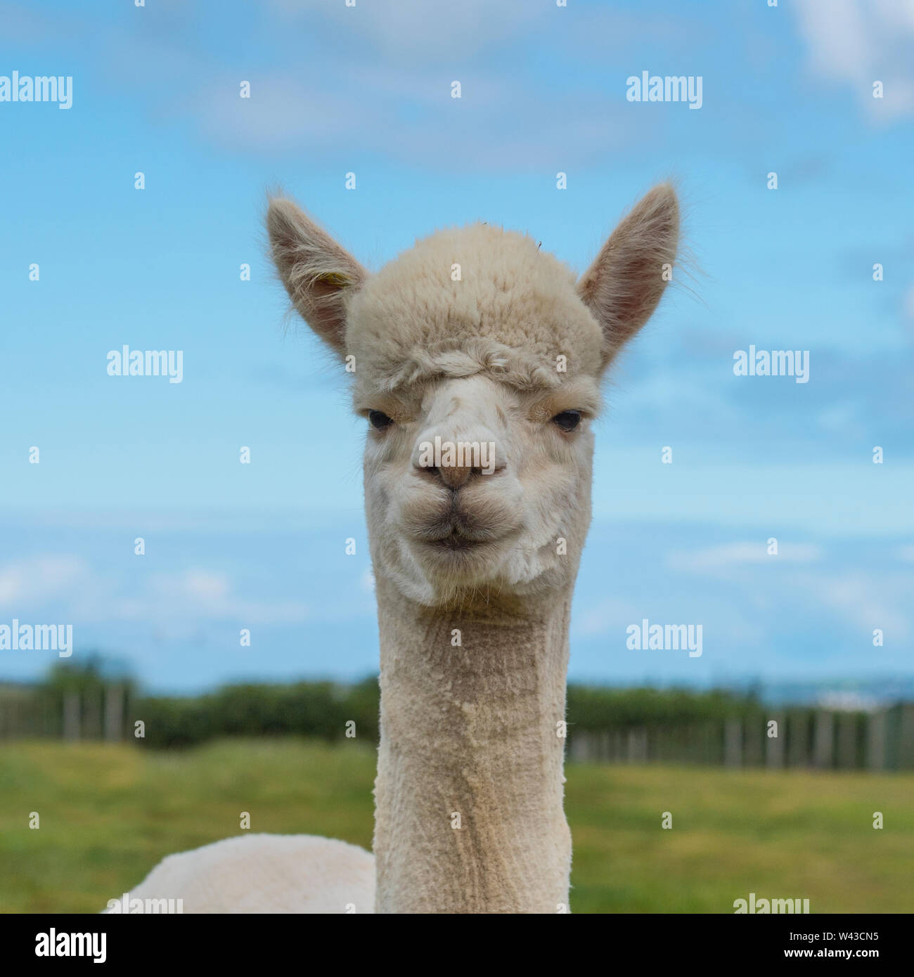 Huacaya alpacas hi-res stock photography and images - Alamy