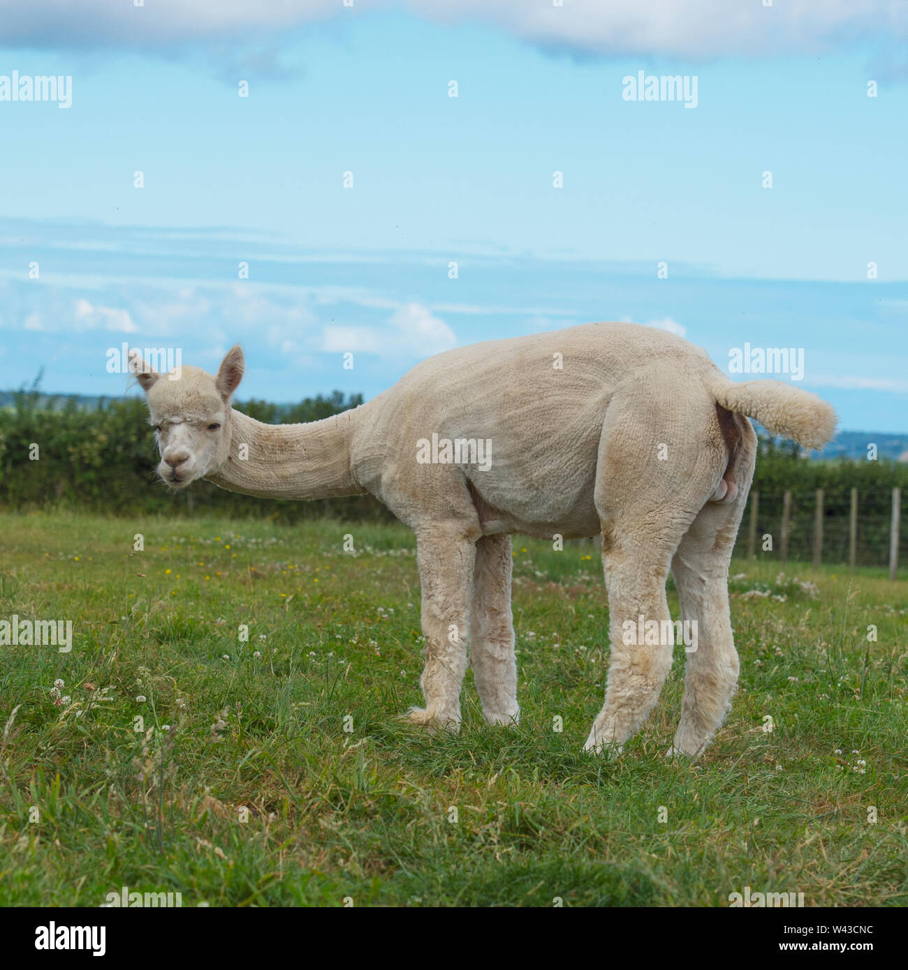 Shaved alpaca hi-res stock photography and images - Alamy