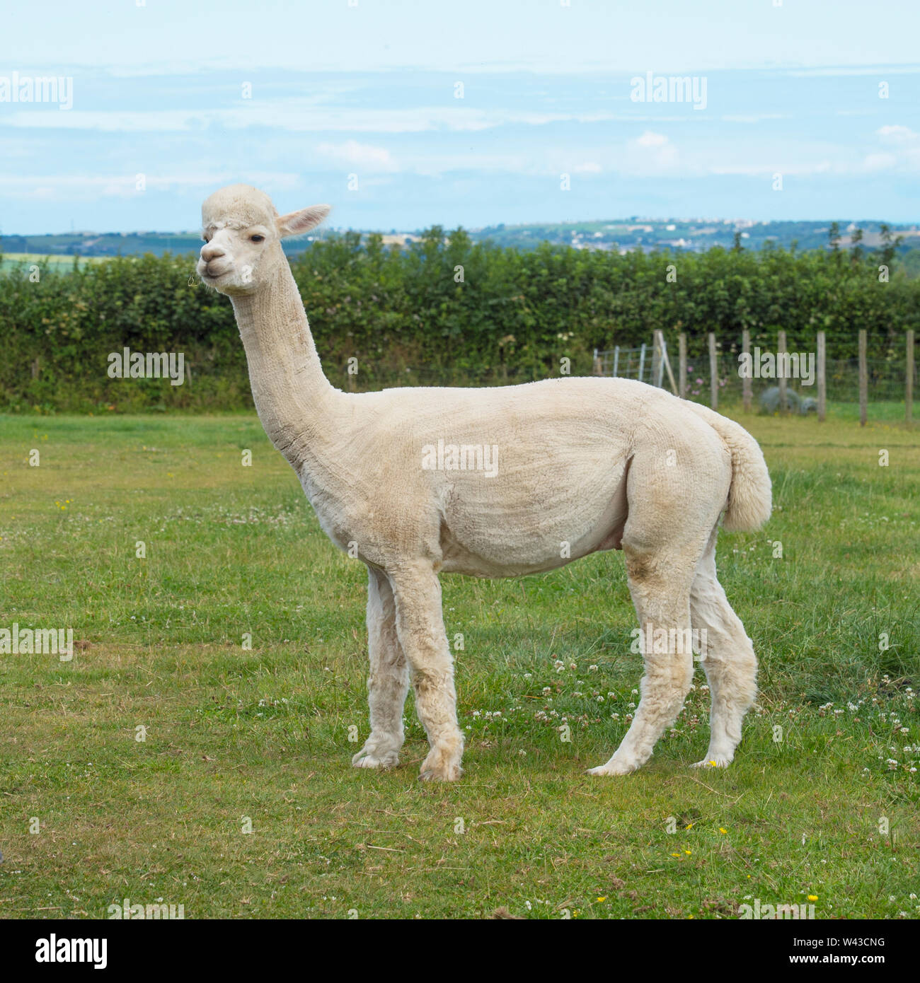 Shaved llama hi-res stock photography and images - Alamy
