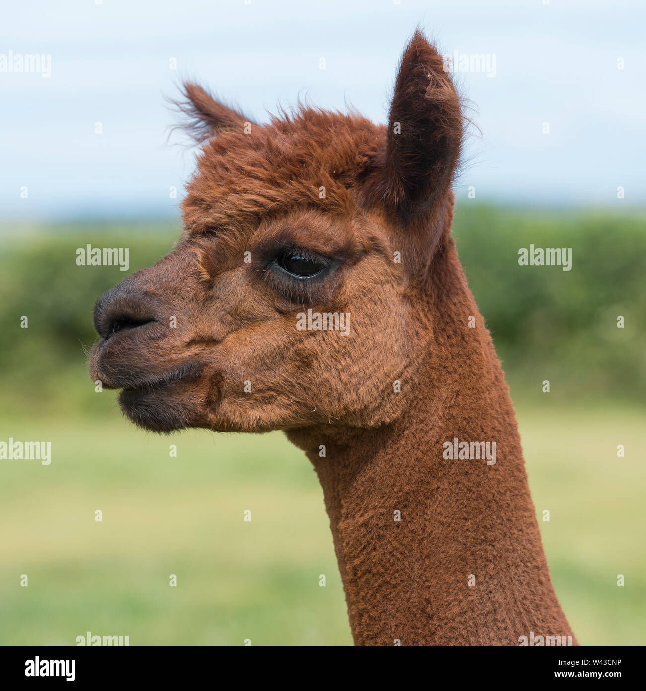 Sheared llama hi-res stock photography and images - Alamy