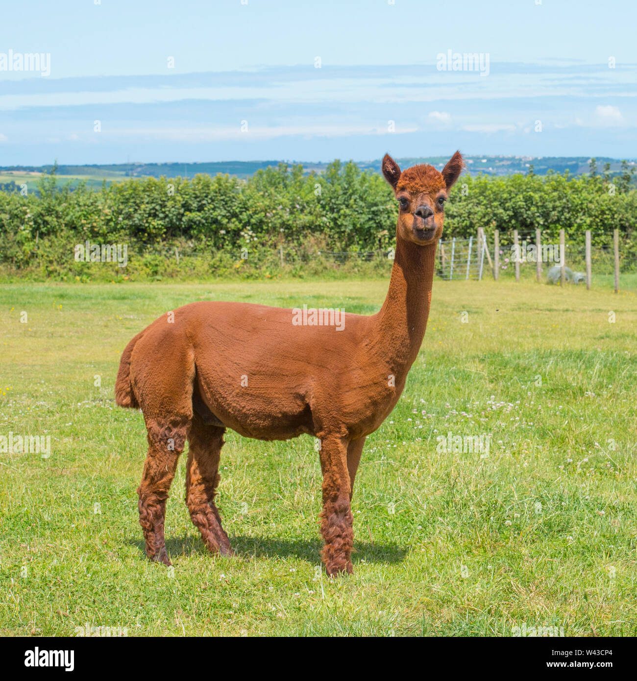 Pedigree alpaca hi-res stock photography and images - Alamy