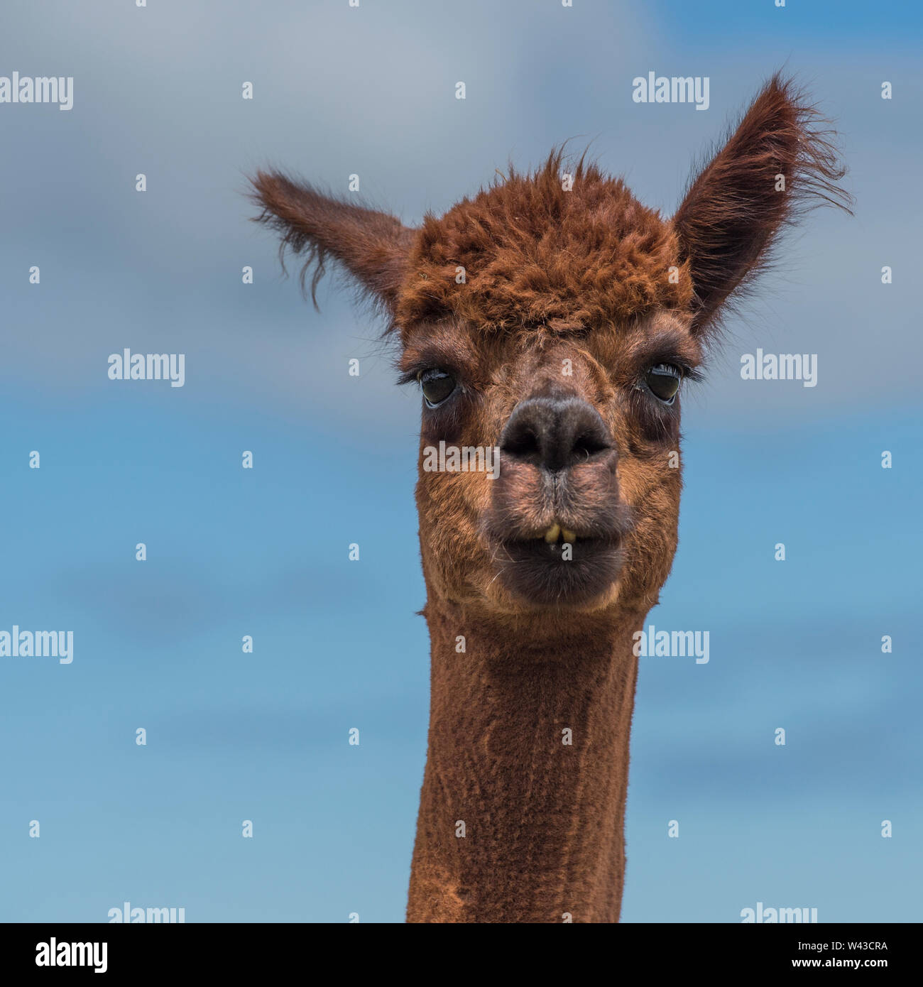 Close up shot alpacas hi-res stock photography and images - Alamy