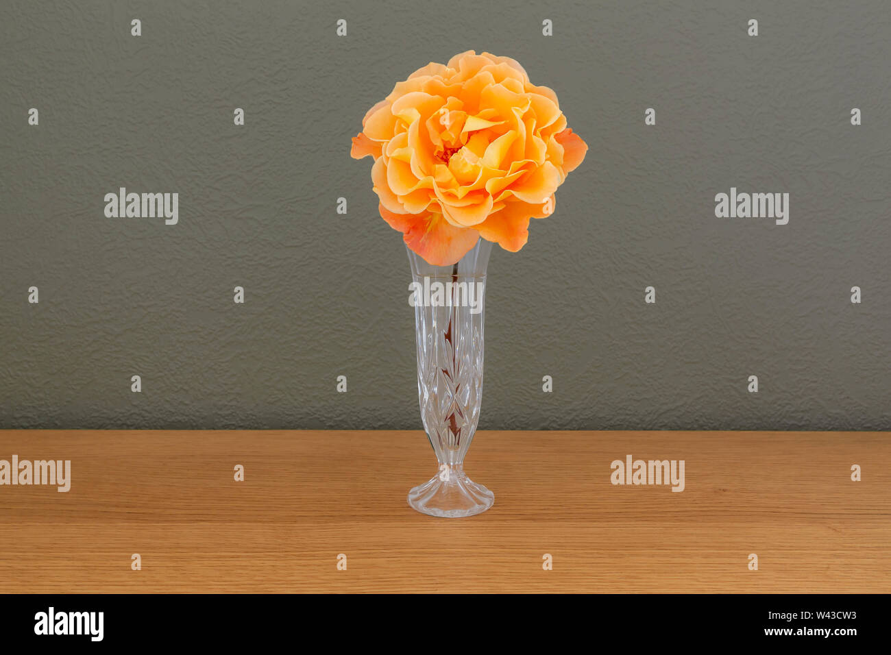 A large Whisky Mac Hybrid Tea Rose cut flower in a cut glass vase Stock ...