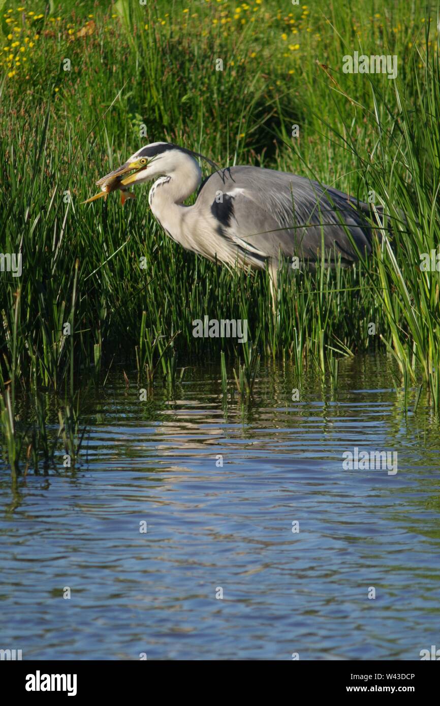Grey Heron (Ardea cinerea) with a Broken Beak in the Golden Light of ...