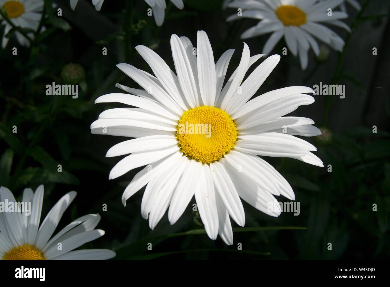 Closeup of Shasta Daisy Stock Photo - Alamy