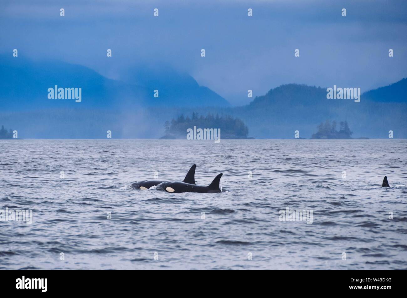 Killer whale underwater pod hi-res stock photography and images - Alamy