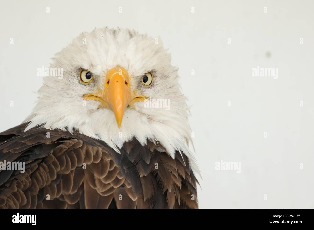 Eagle face hi-res stock photography and images - Alamy