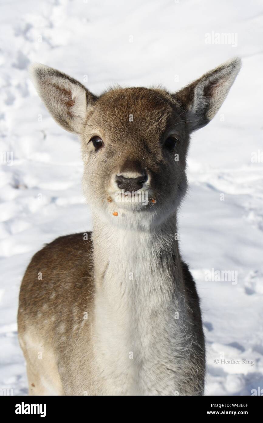 Deer photographed in Quebec, Canada Stock Photo - Alamy