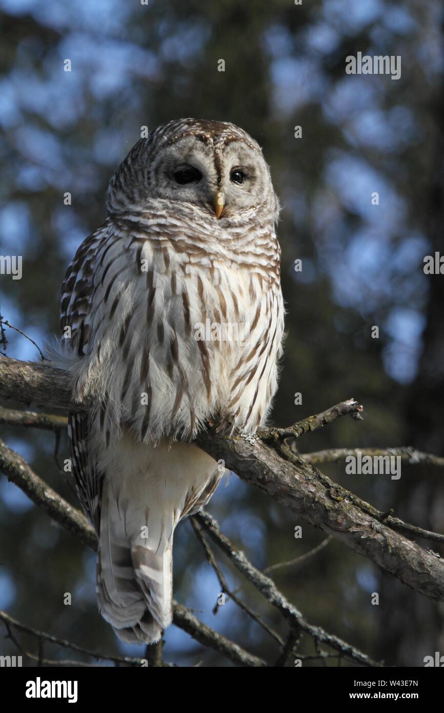 Marble owl hi-res stock photography and images - Alamy