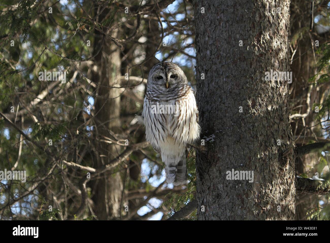 Marble owl hi-res stock photography and images - Alamy