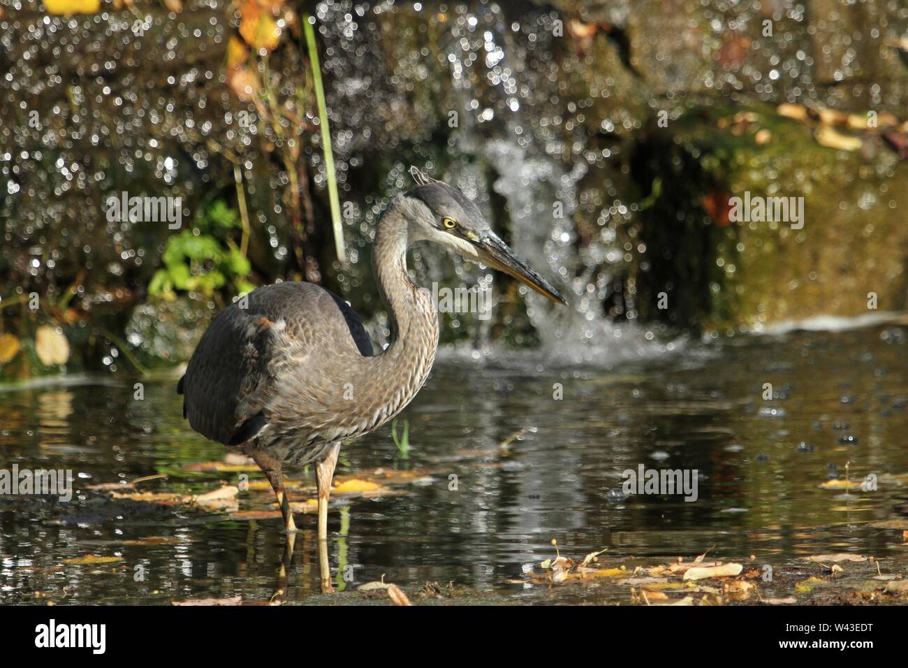 King heron hi-res stock photography and images - Alamy