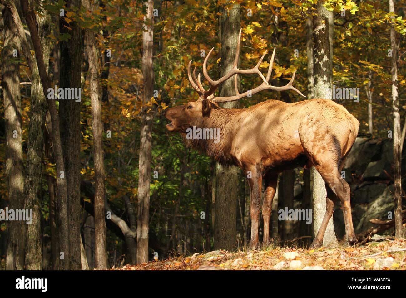 Deer photographed in Quebec, Canada Stock Photo - Alamy