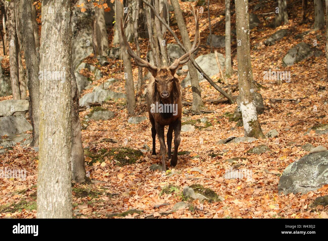 Deer photographed in Quebec, Canada Stock Photo - Alamy