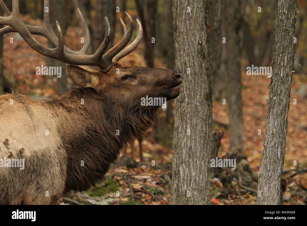 Deer photographed in Quebec, Canada Stock Photo - Alamy