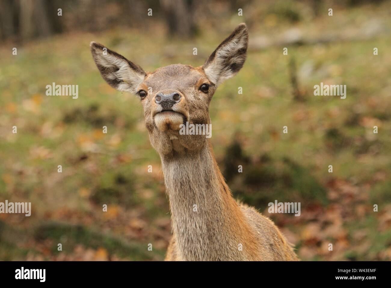 Deer photographed in Quebec, Canada Stock Photo - Alamy