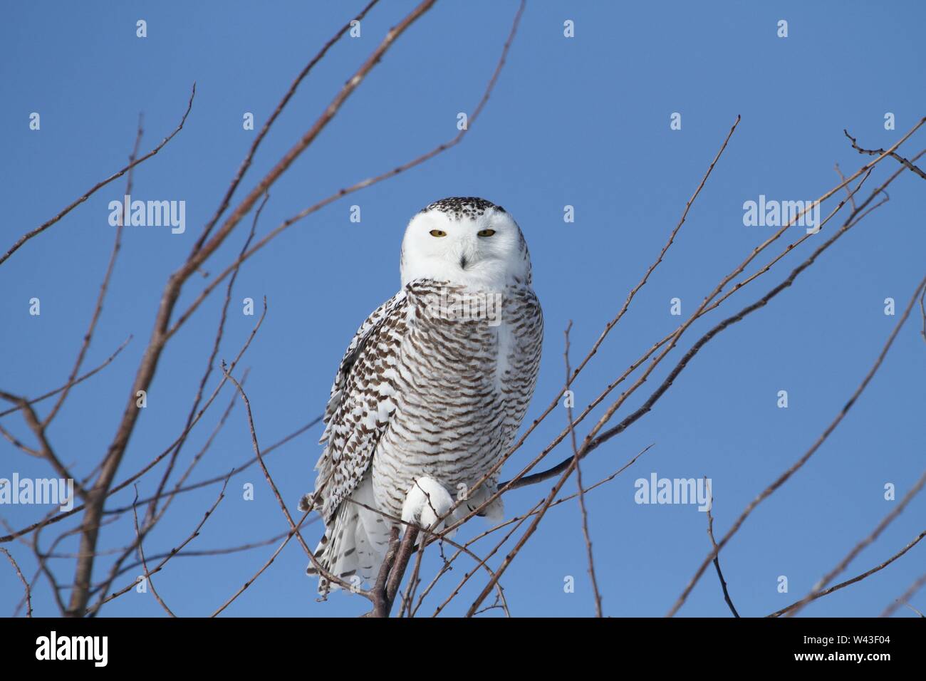 Snowy owl size hi-res stock photography and images - Alamy